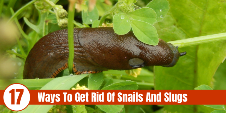 17 Ways to Get Rid of Snails and Slugs (with Natural Ingredients ...